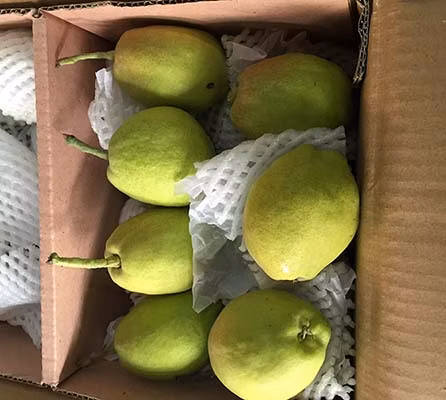 High Quality Chinese Crop Carton Top Grade Crown Pear Golden Pear ...